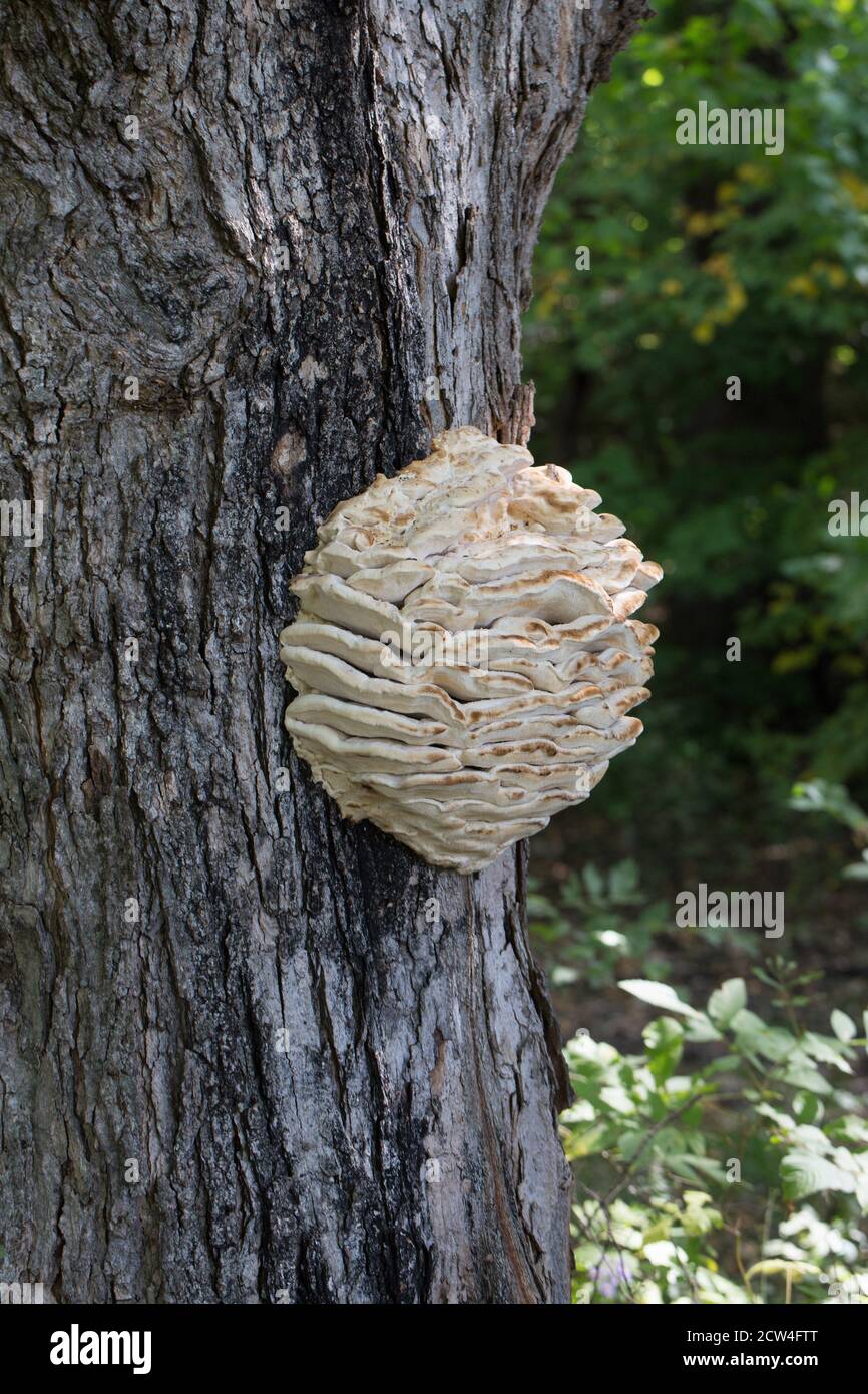 Climacodon septentrionalis - northern tooth fungus, on a tree trunk ...