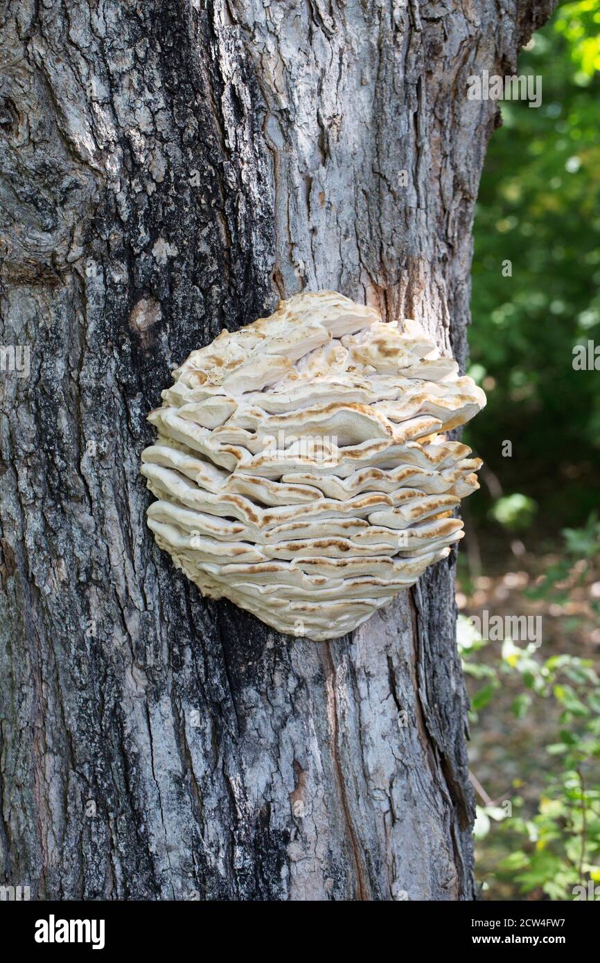 Climacodon septentrionalis - northern tooth fungus, on a tree trunk ...