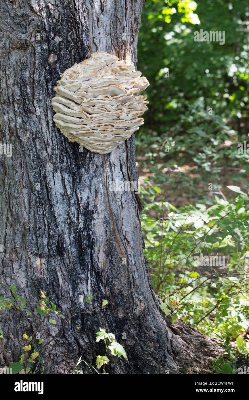 Climacodon septentrionalis - northern tooth fungus, on a tree trunk ...