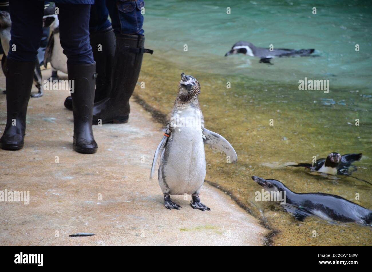 Animals nature natural wildlife hi-res stock photography and images - Alamy