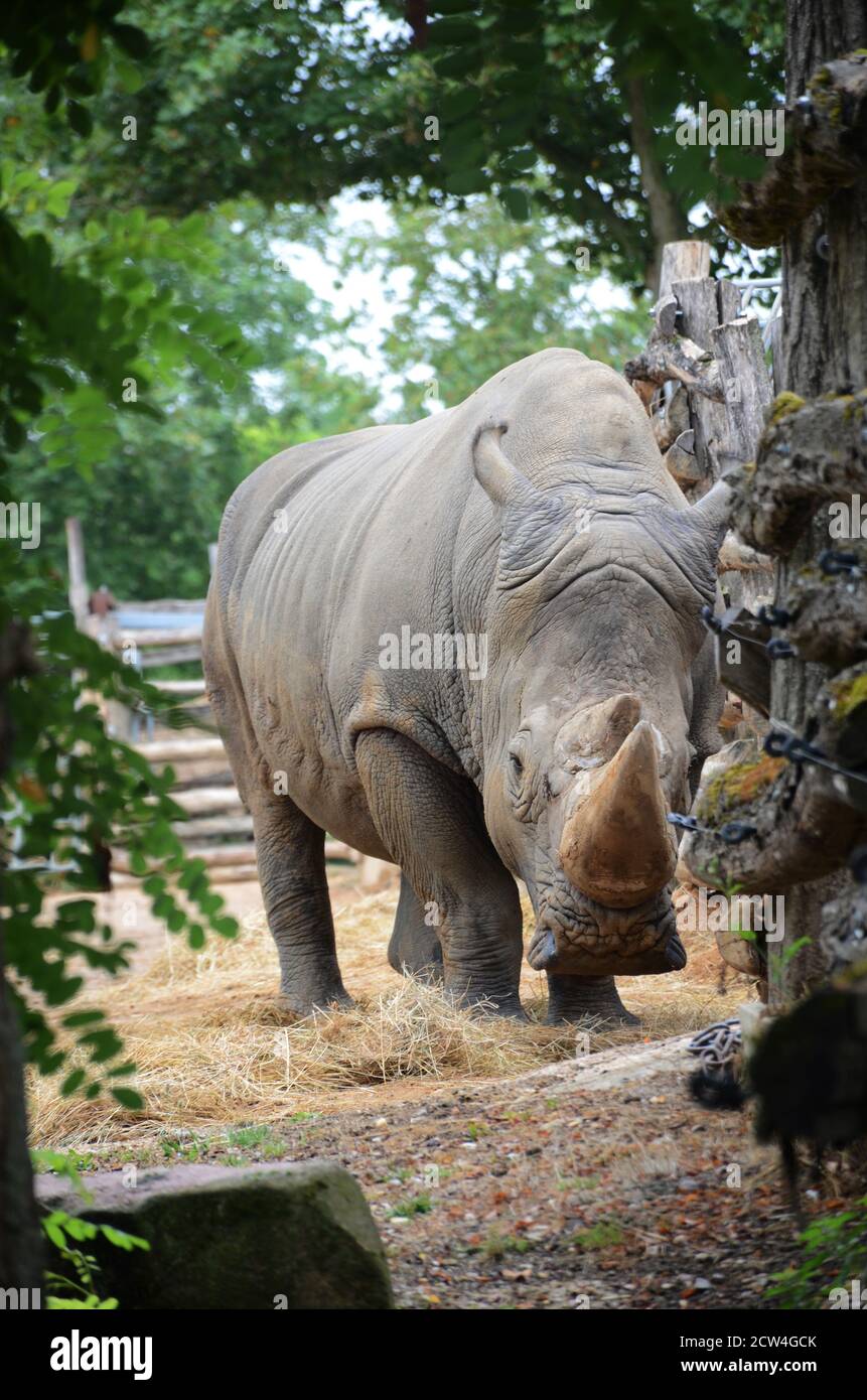 Animals nature natural wildlife hi-res stock photography and images - Alamy