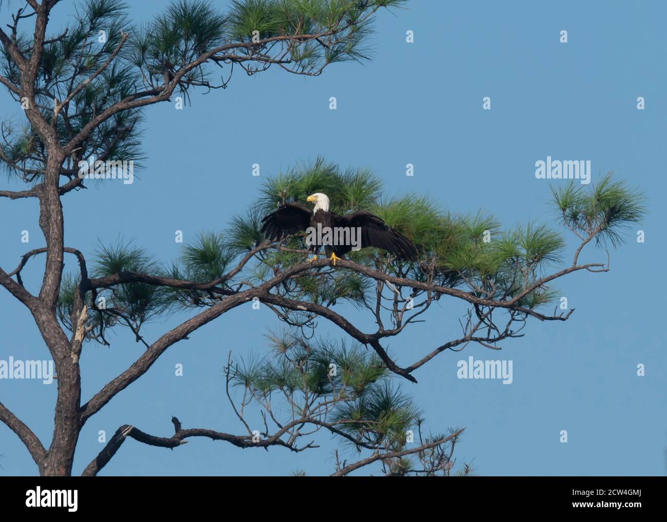 The Eagle has Landed Stock Photo - Alamy