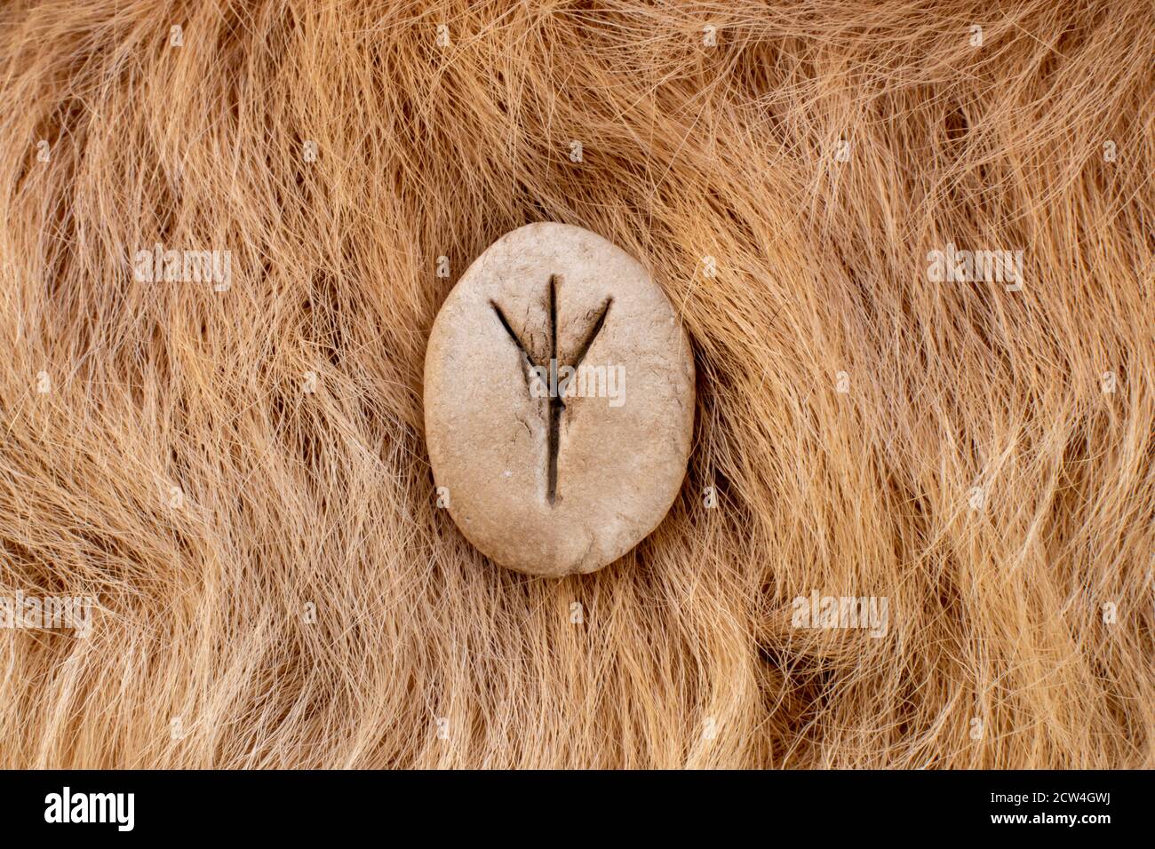 Algiz Nordic stone rune on fur. Letter Eolh of the Viking alphabet ...