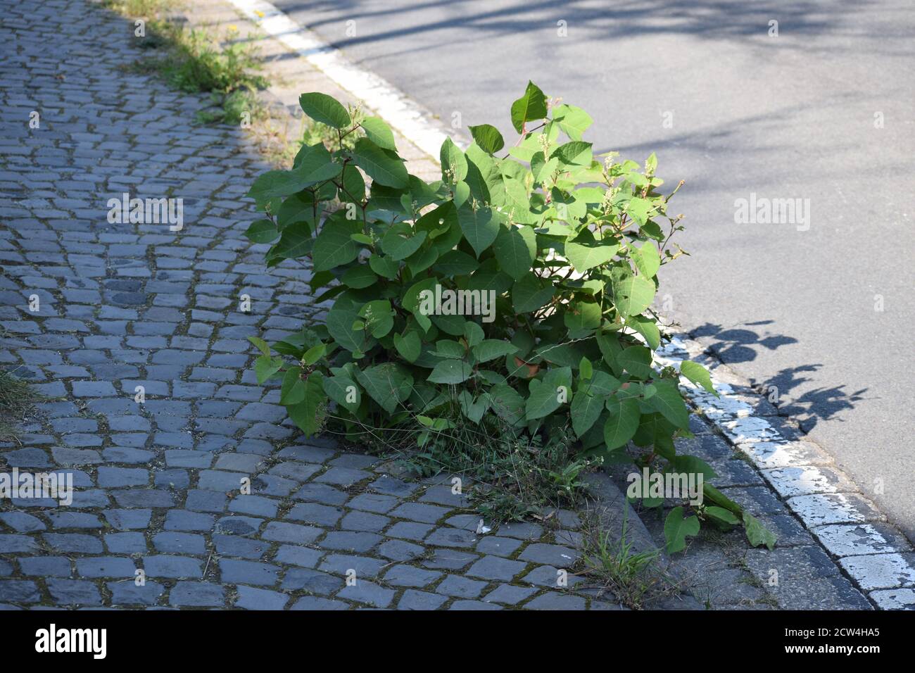 Marienthal ahr hi-res stock photography and images - Alamy