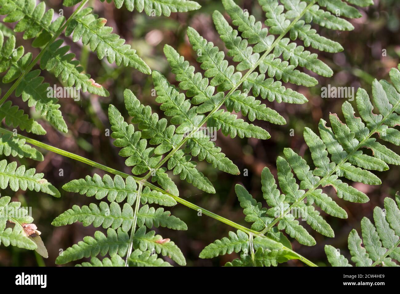 Eagle fern pteridium aquilinum hi-res stock photography and images - Alamy