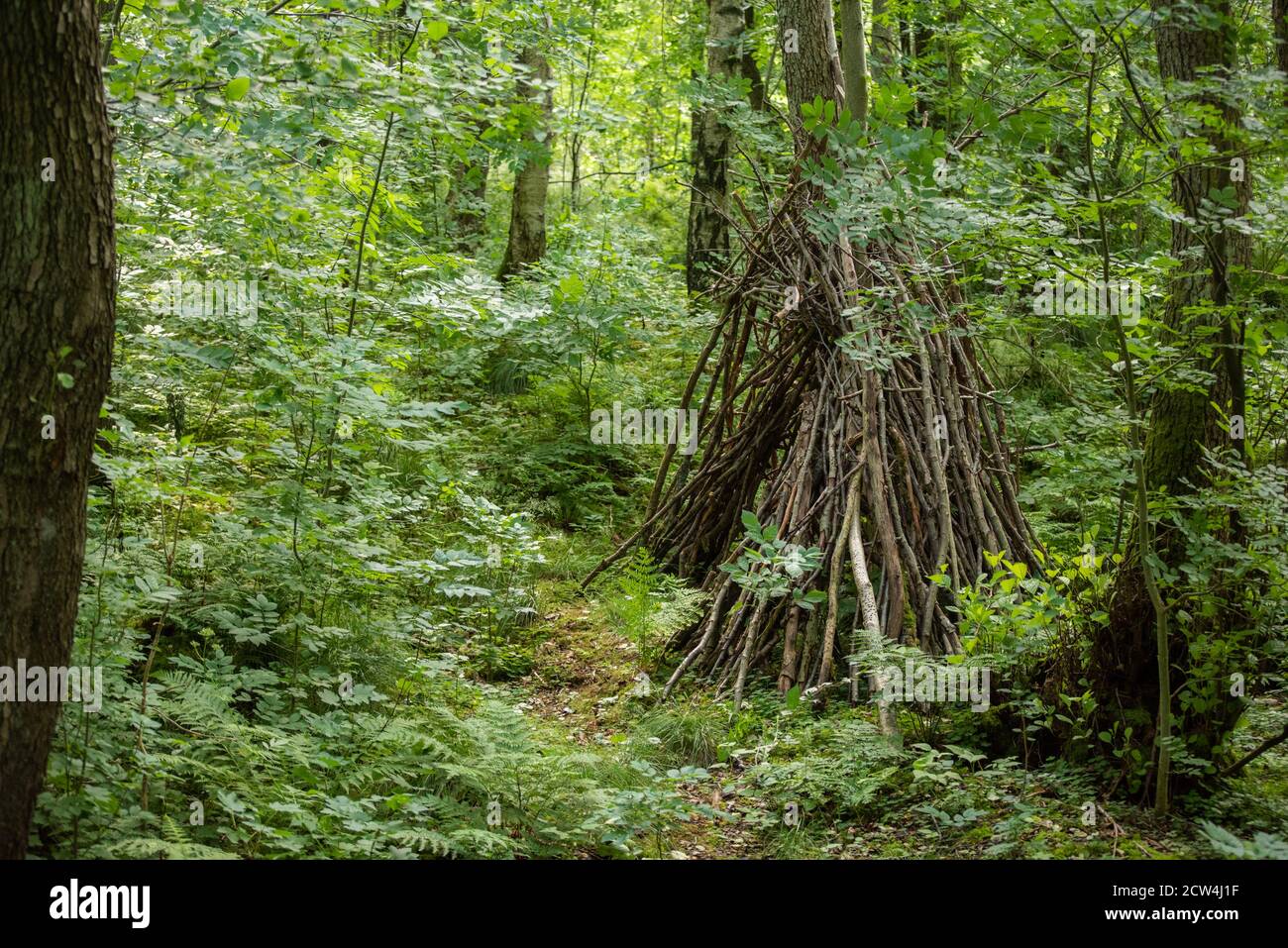 A primitive hut made of sticks in the forest Stock Photo - Alamy