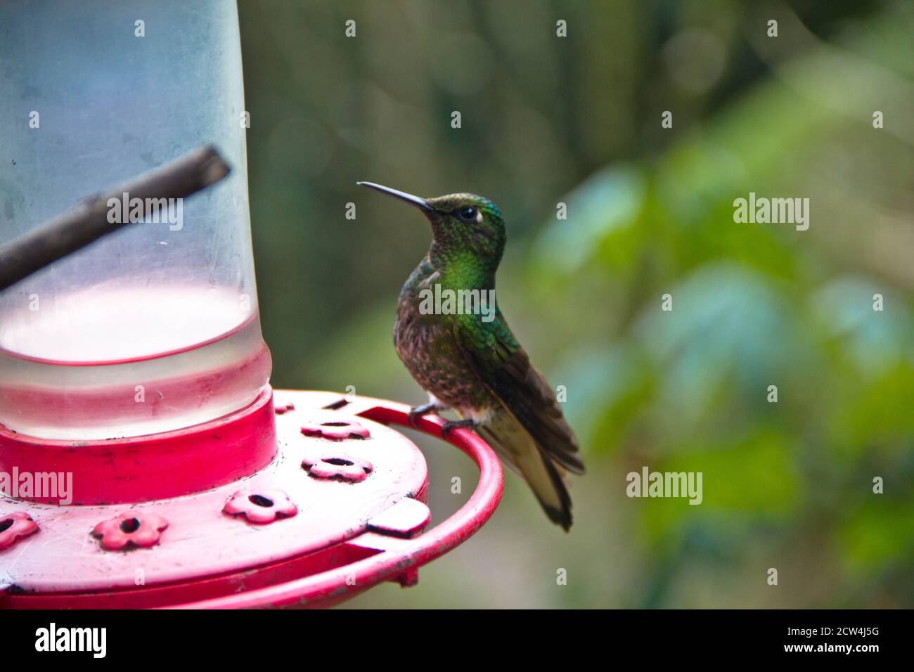 Close up resting hummingbird from a farm at a drinking stand Stock ...