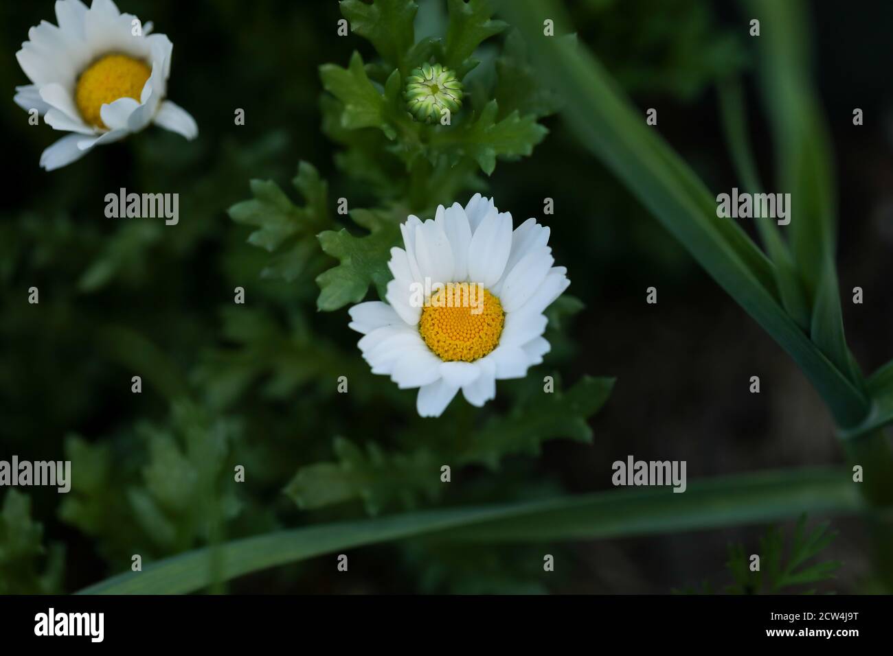 Top view of a common daisy flower with a green foliage Stock Photo - Alamy