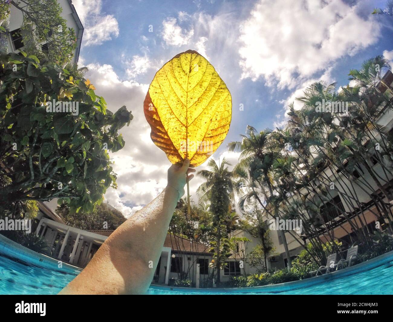 Large yellow leaf in a pool of water Stock Photo - Alamy
