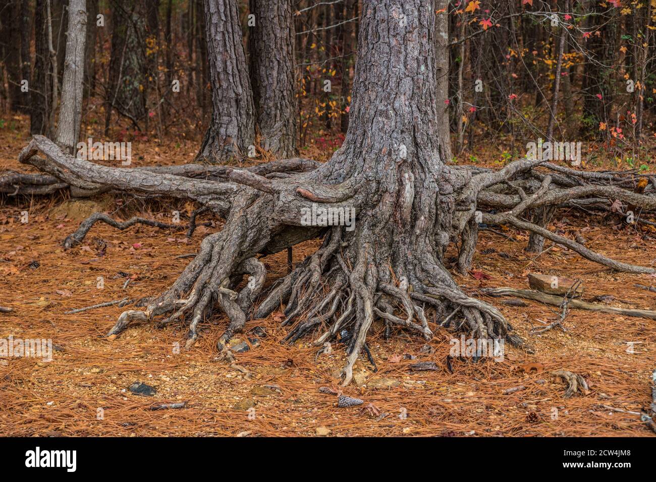 Large tree trunk with its knotty twisted roots exposed closeup in the ...