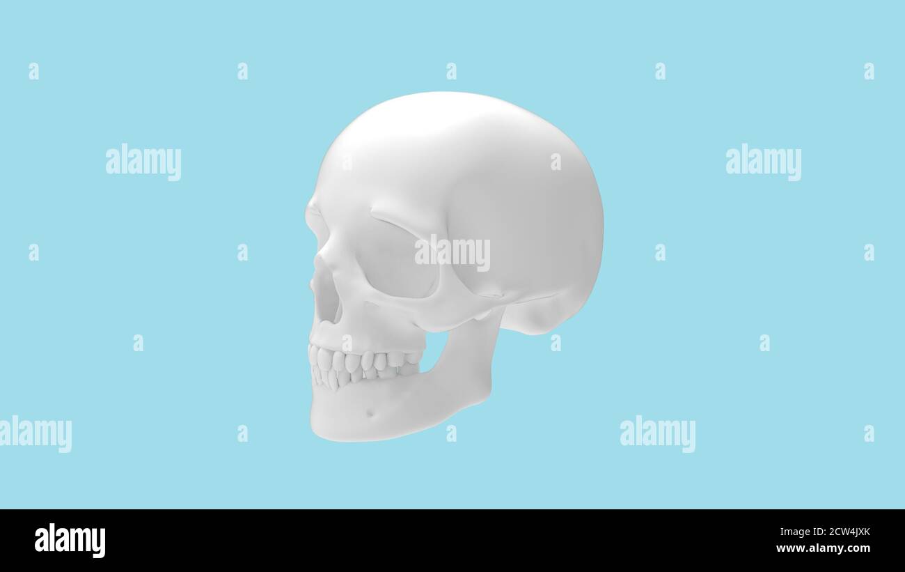 3D rendering of a human skull head bone person isolated Stock Photo - Alamy