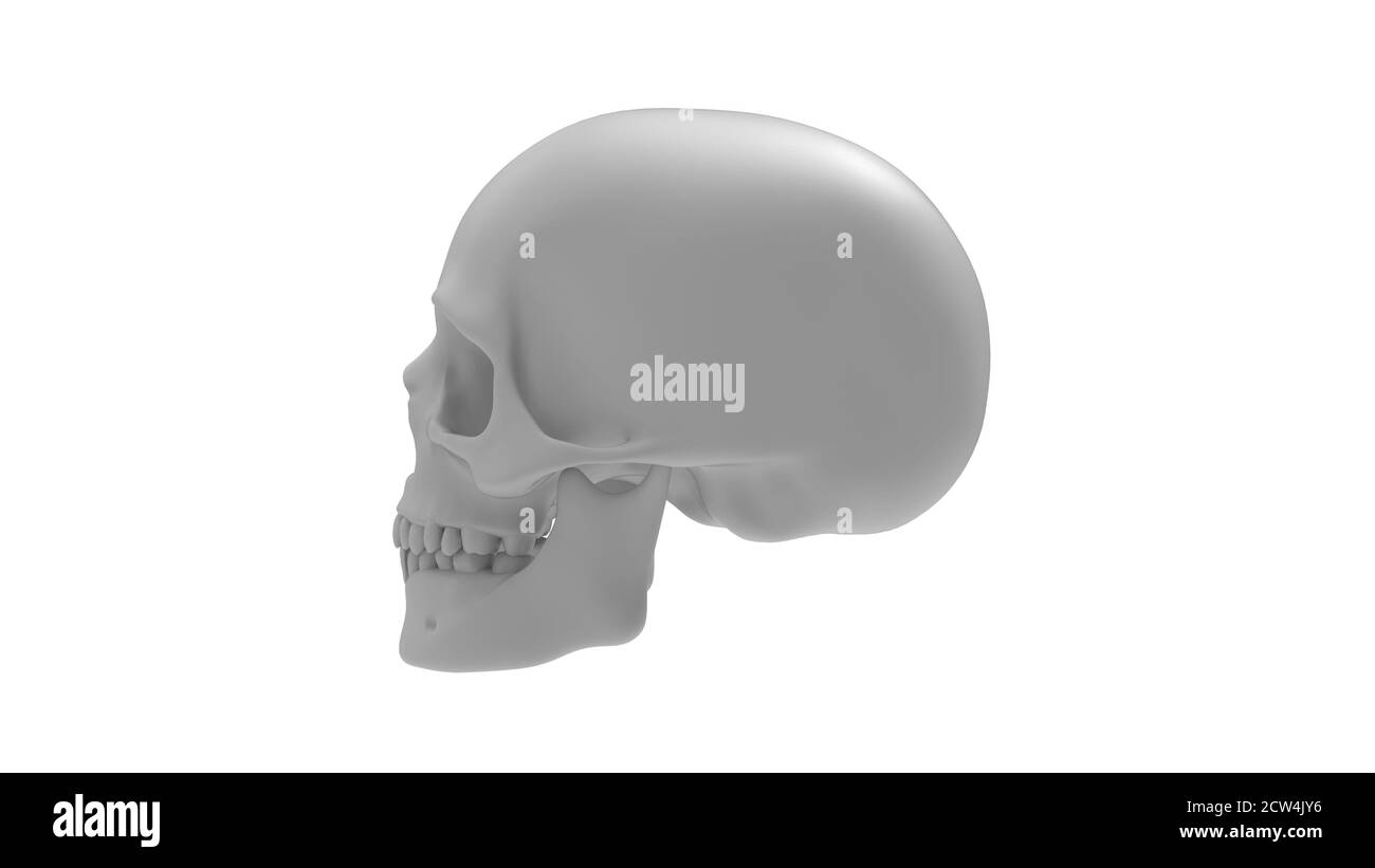 3D rendering of a human skull head bone person isolated Stock Photo - Alamy