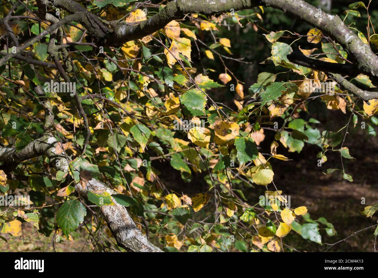 fallen birch tree with green and yellow leaves selective focus Stock ...