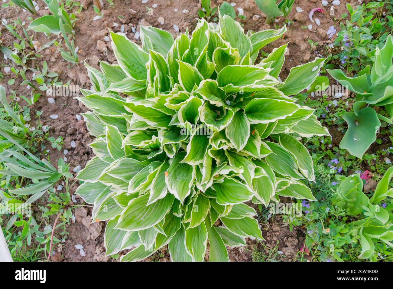 Top view of hosta plant in the garden Stock Photo - Alamy