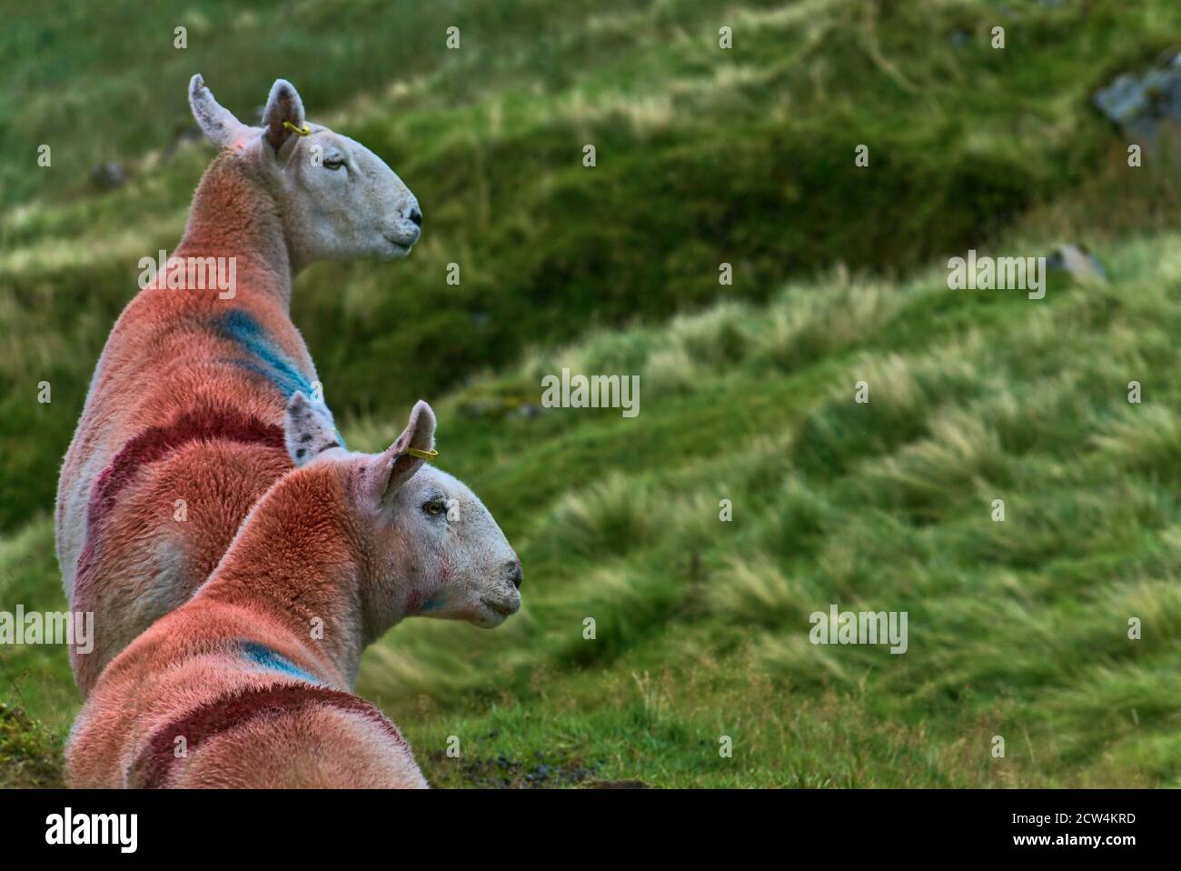 Cute sheep marked with color in Glenealo Valley. Beautiful sheep rear ...
