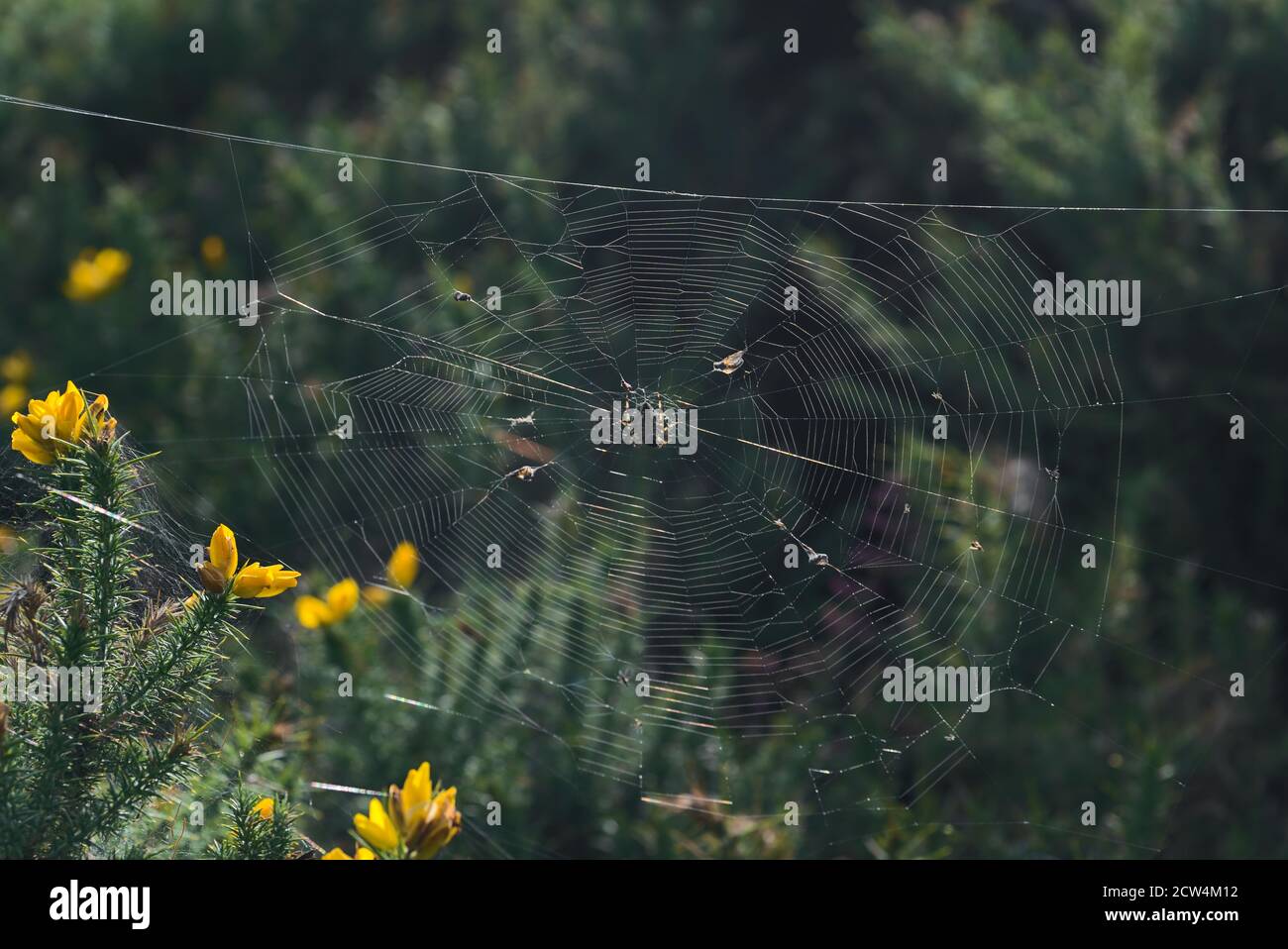 Spider web castle hi-res stock photography and images - Alamy