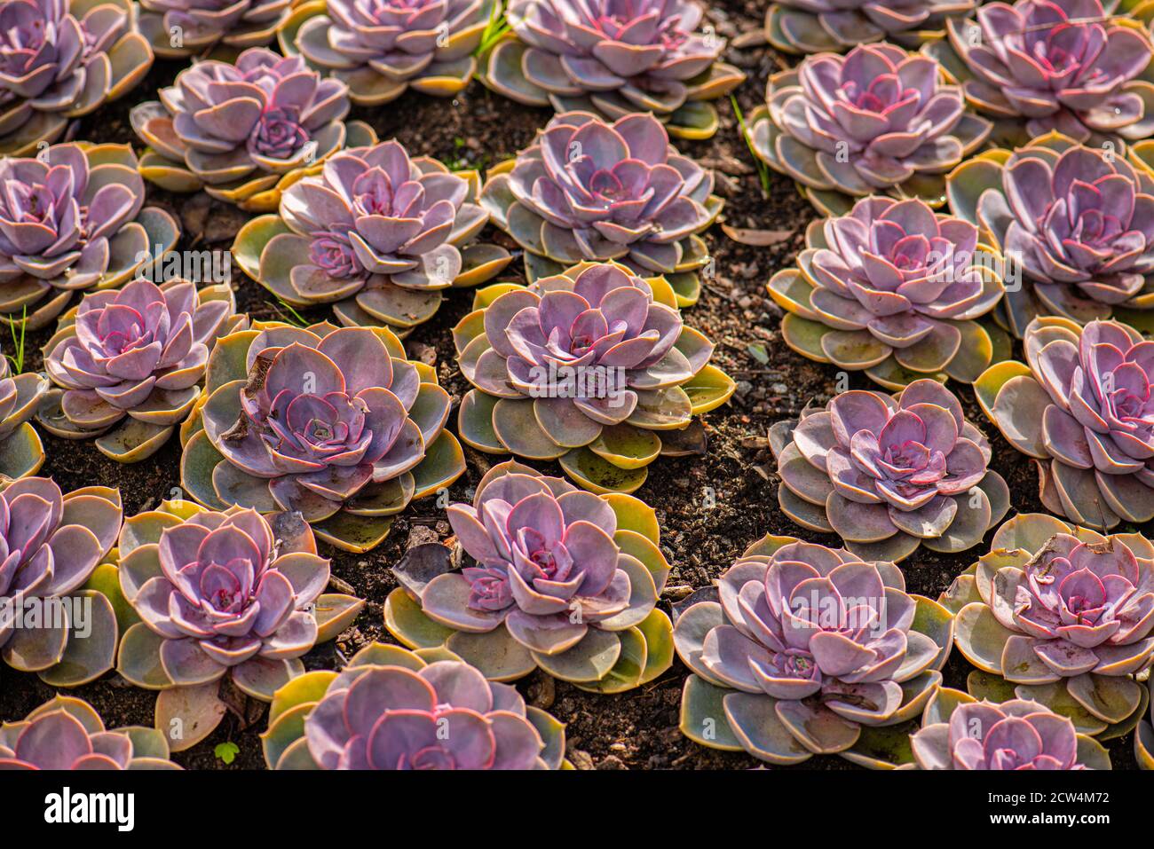 White mexican rose hi-res stock photography and images - Alamy