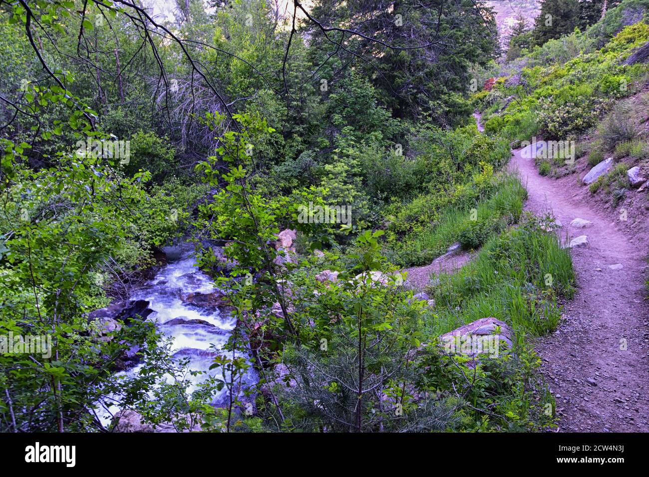 Hiking Trail to Lake Blanche forest and mountain. Wasatch Front Rocky ...