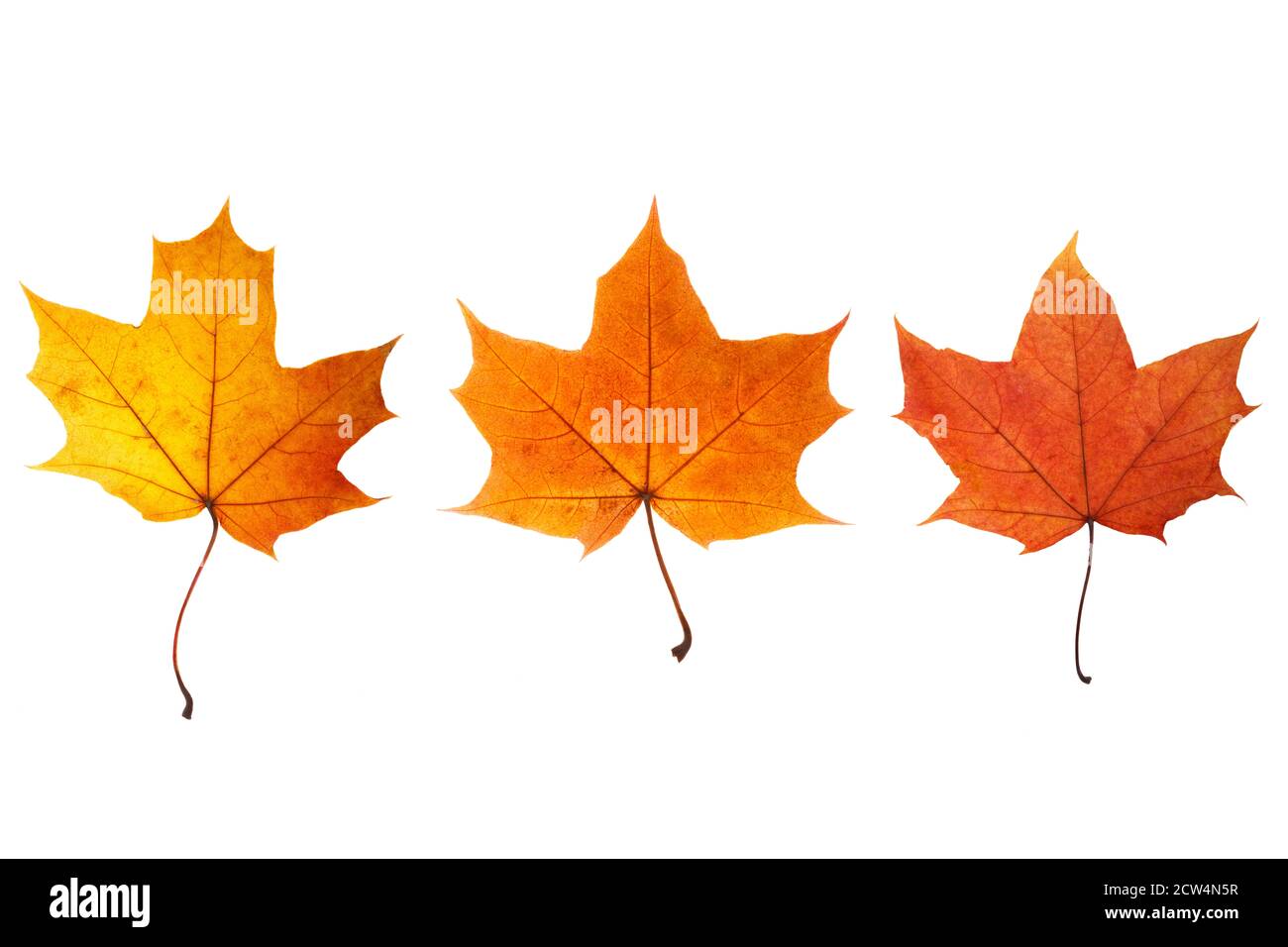 three natural maple leaves isolated on white background Stock Photo - Alamy