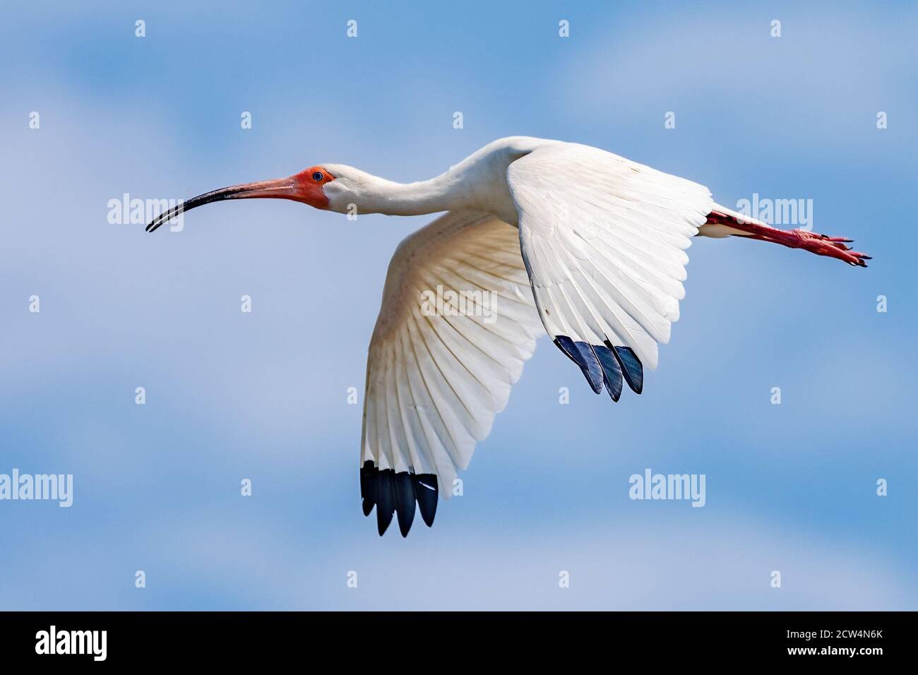 White ibis in flight hi-res stock photography and images - Alamy