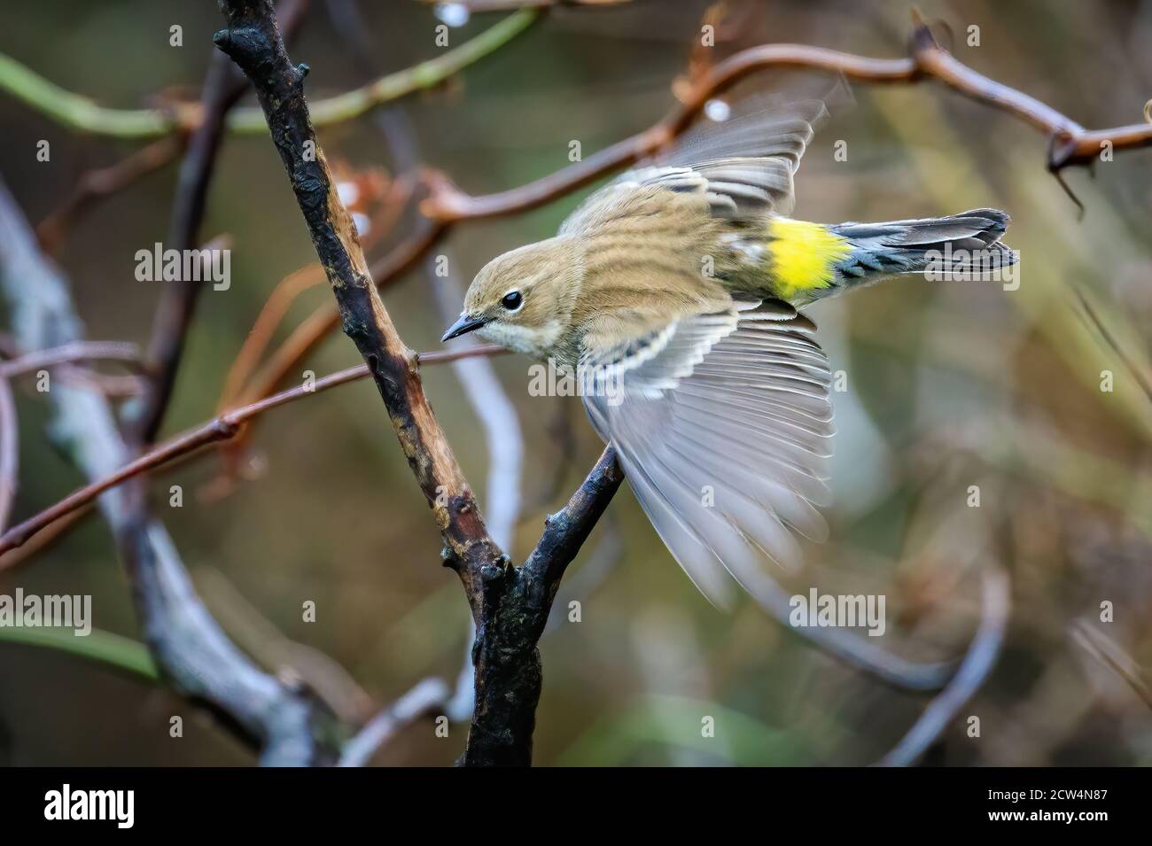 Yellow warbler in flight hi-res stock photography and images - Alamy