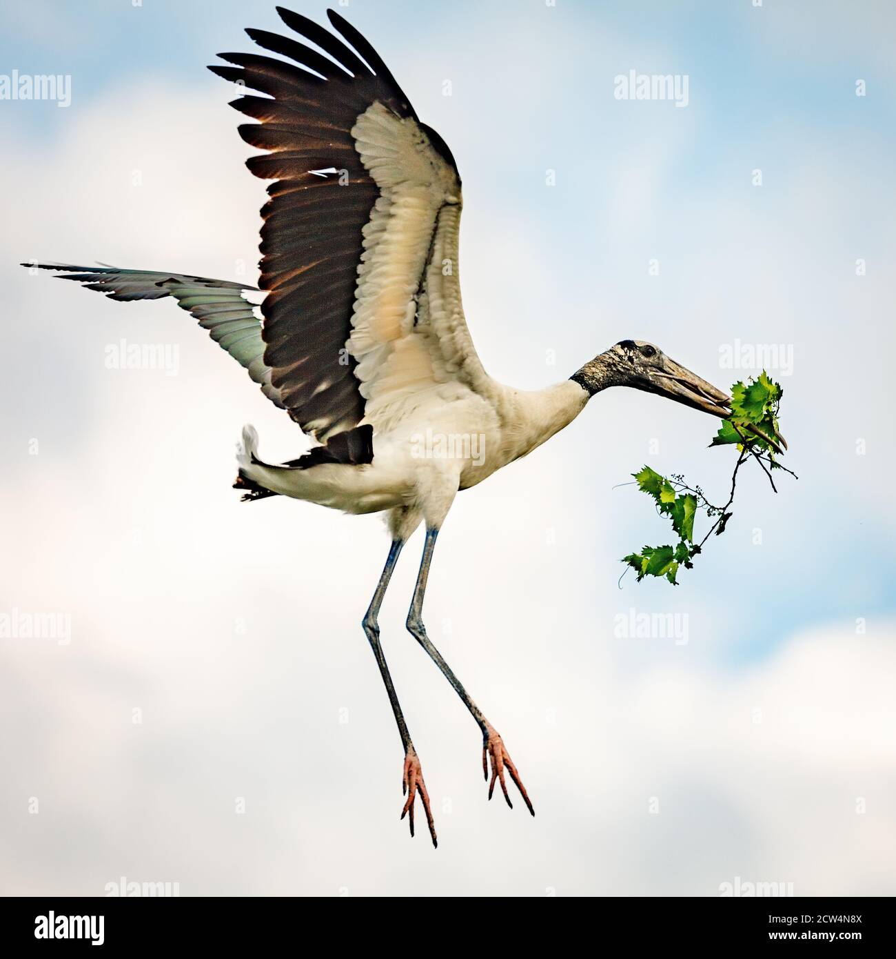 Wood stork with nesting material Stock Photo - Alamy