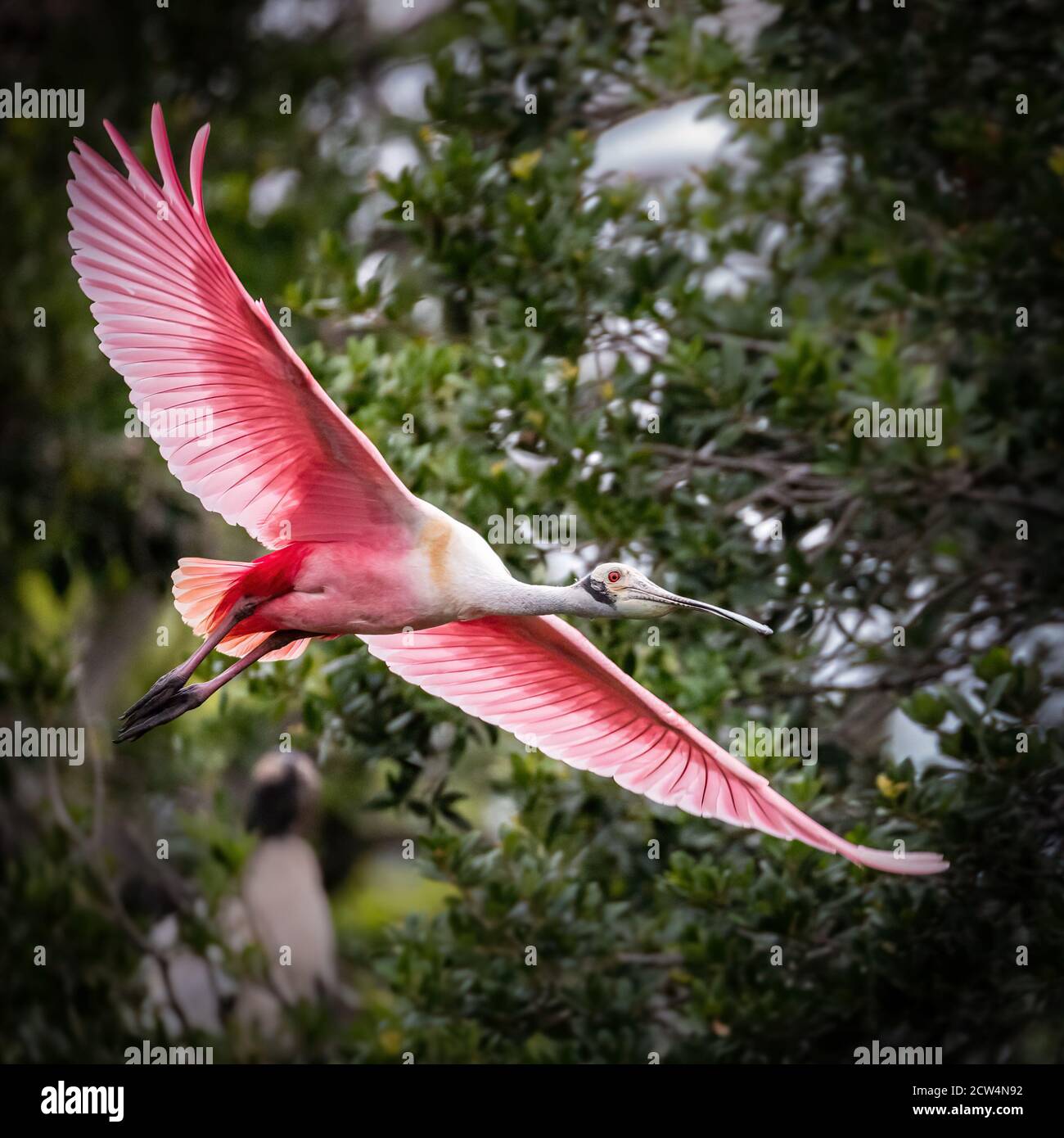 Roseate spoonbill in flight Stock Photo - Alamy