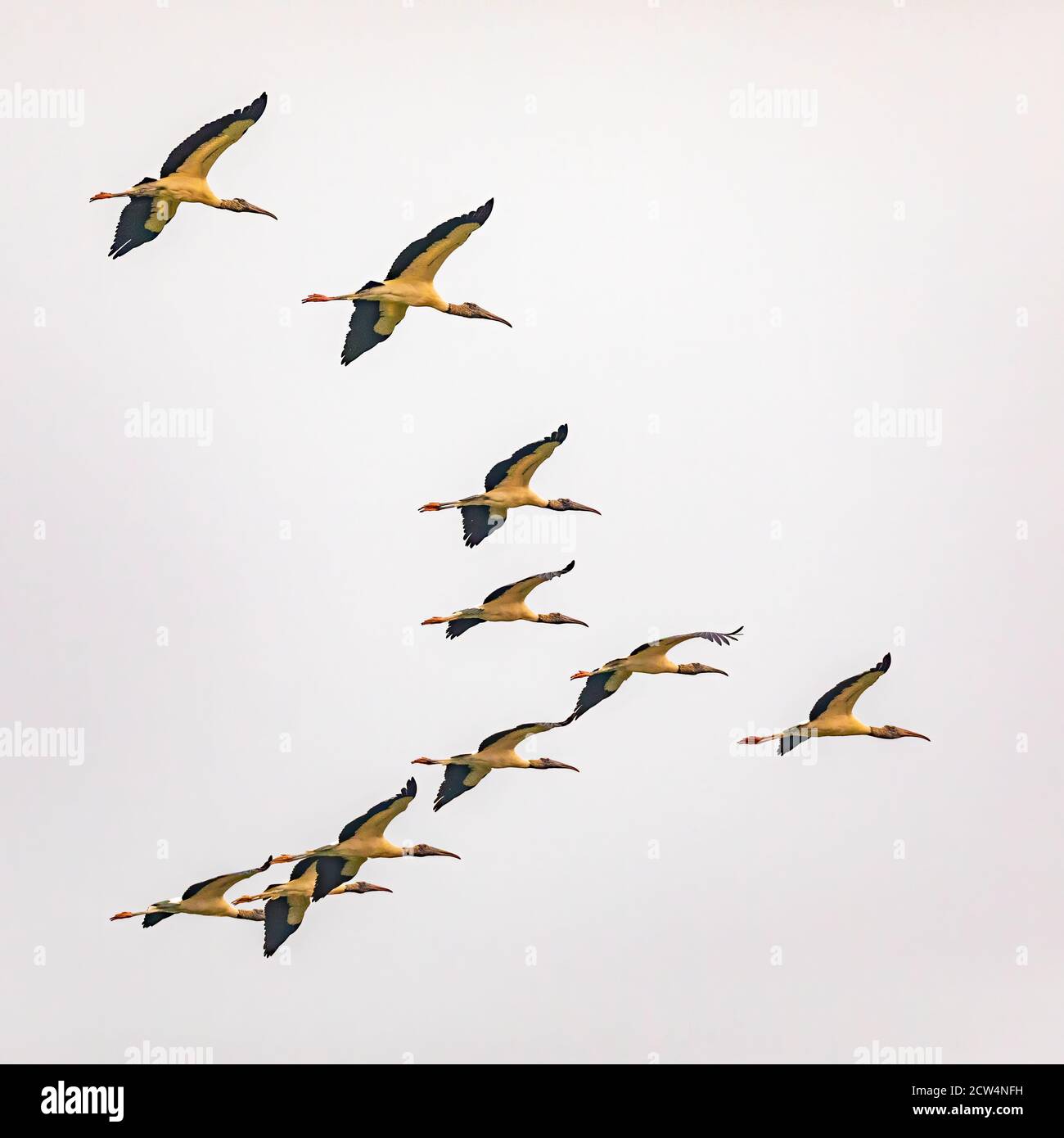 White ibis flying in "V" formation Stock Photo - Alamy