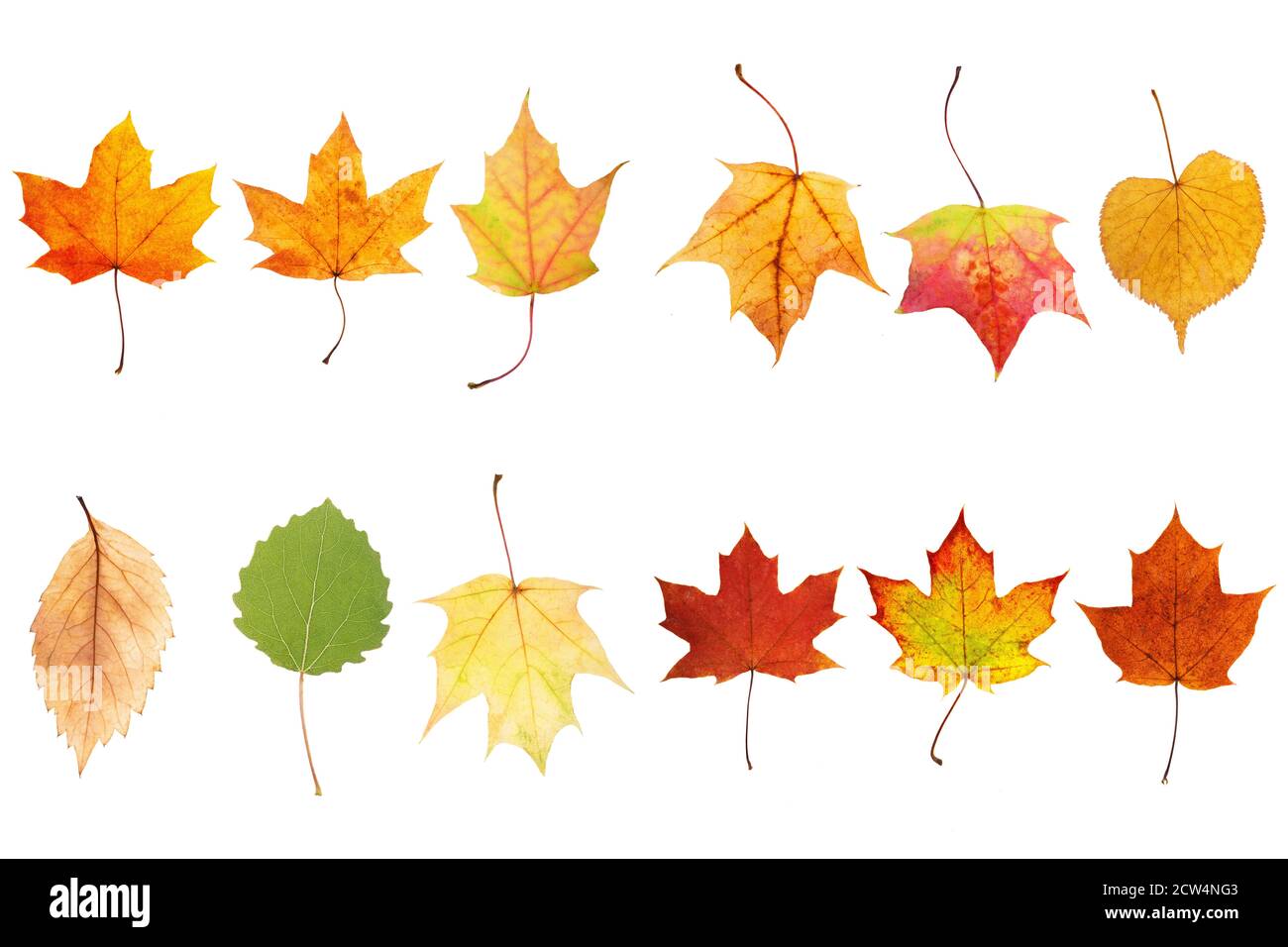 collection of beautiful autumn leaves isolated on white background ...
