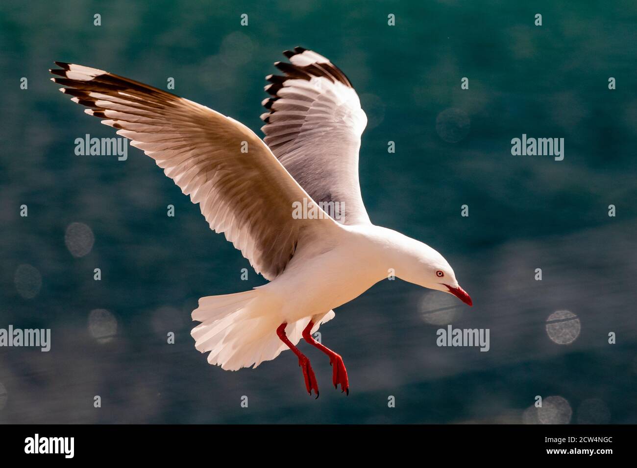 New zealand gull red hi-res stock photography and images - Alamy