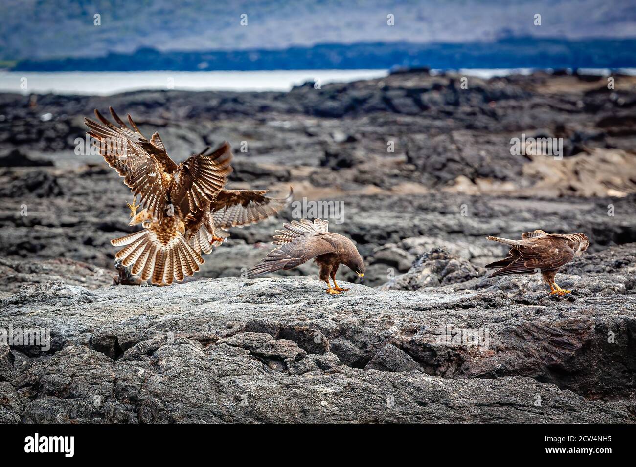 Galapagos hawks on lava flow Stock Photo - Alamy
