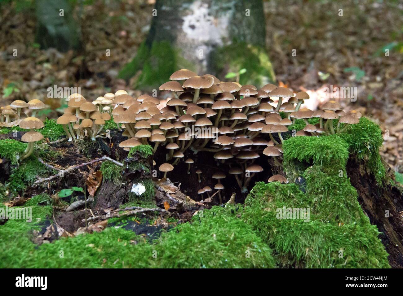 Closeup of Cyclocybe aegerita mushrooms in a forest surrounded by ...