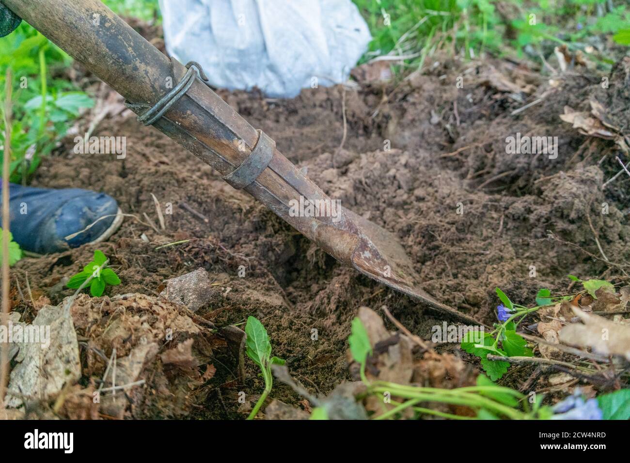 Gardener digging in the garden. Soil preparation for planting in spring ...