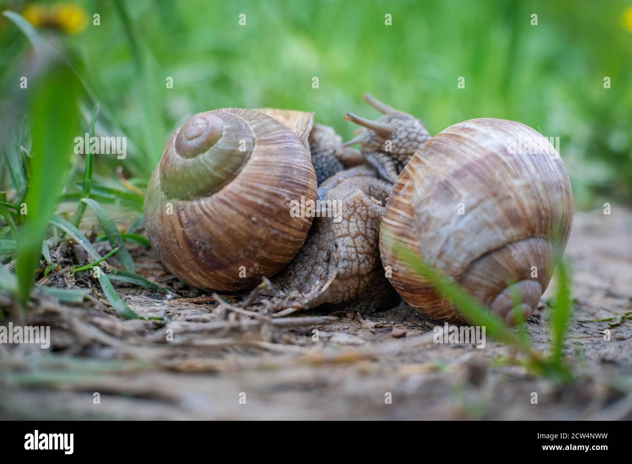 Two snails on the ground among the grass interact with each other ...