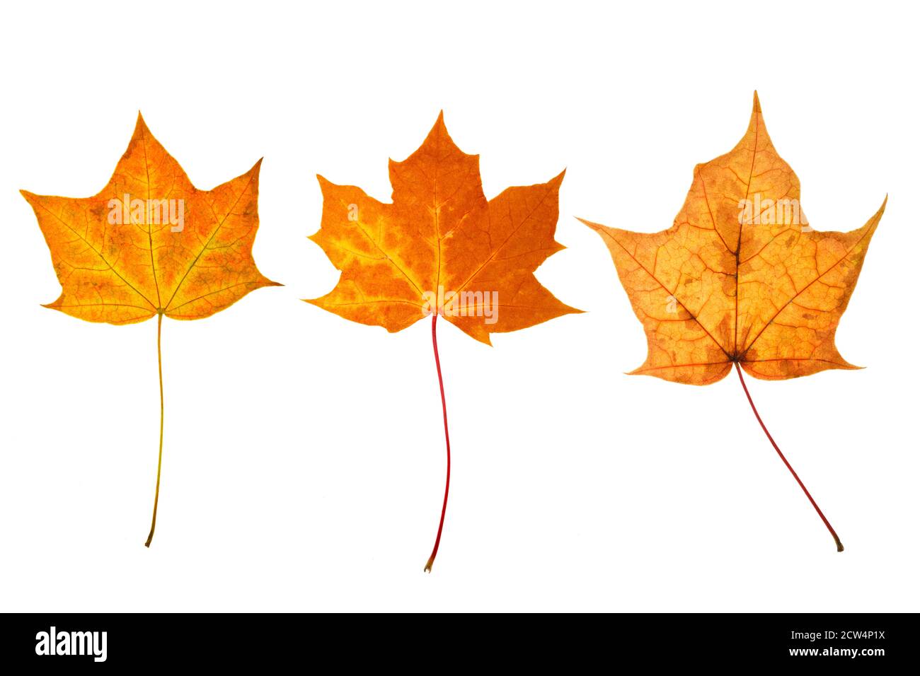 three natural maple leaves isolated on white background Stock Photo - Alamy