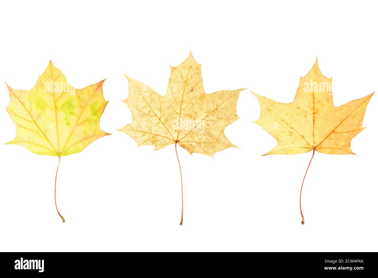 three natural maple leaves isolated on white background Stock Photo - Alamy