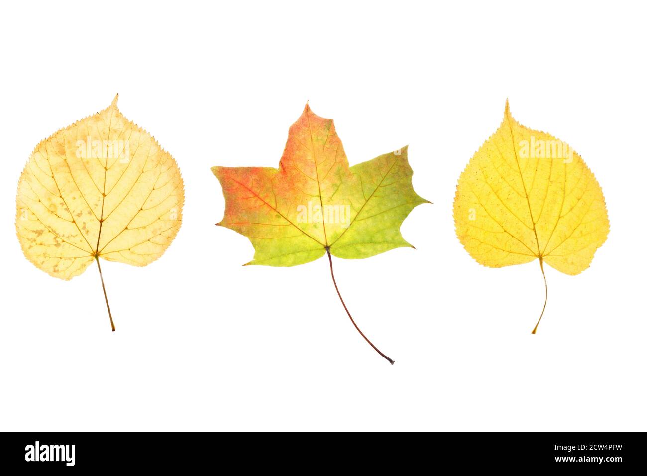 three natural maple leaves isolated on white background Stock Photo - Alamy