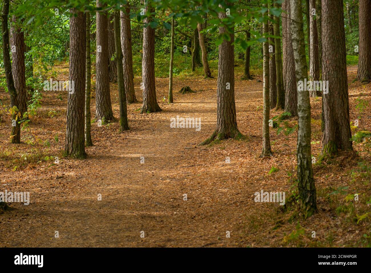 walking path through a forest at fall Stock Photo - Alamy