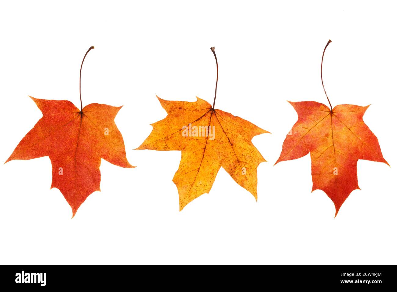 three natural maple leaves isolated on white background Stock Photo - Alamy