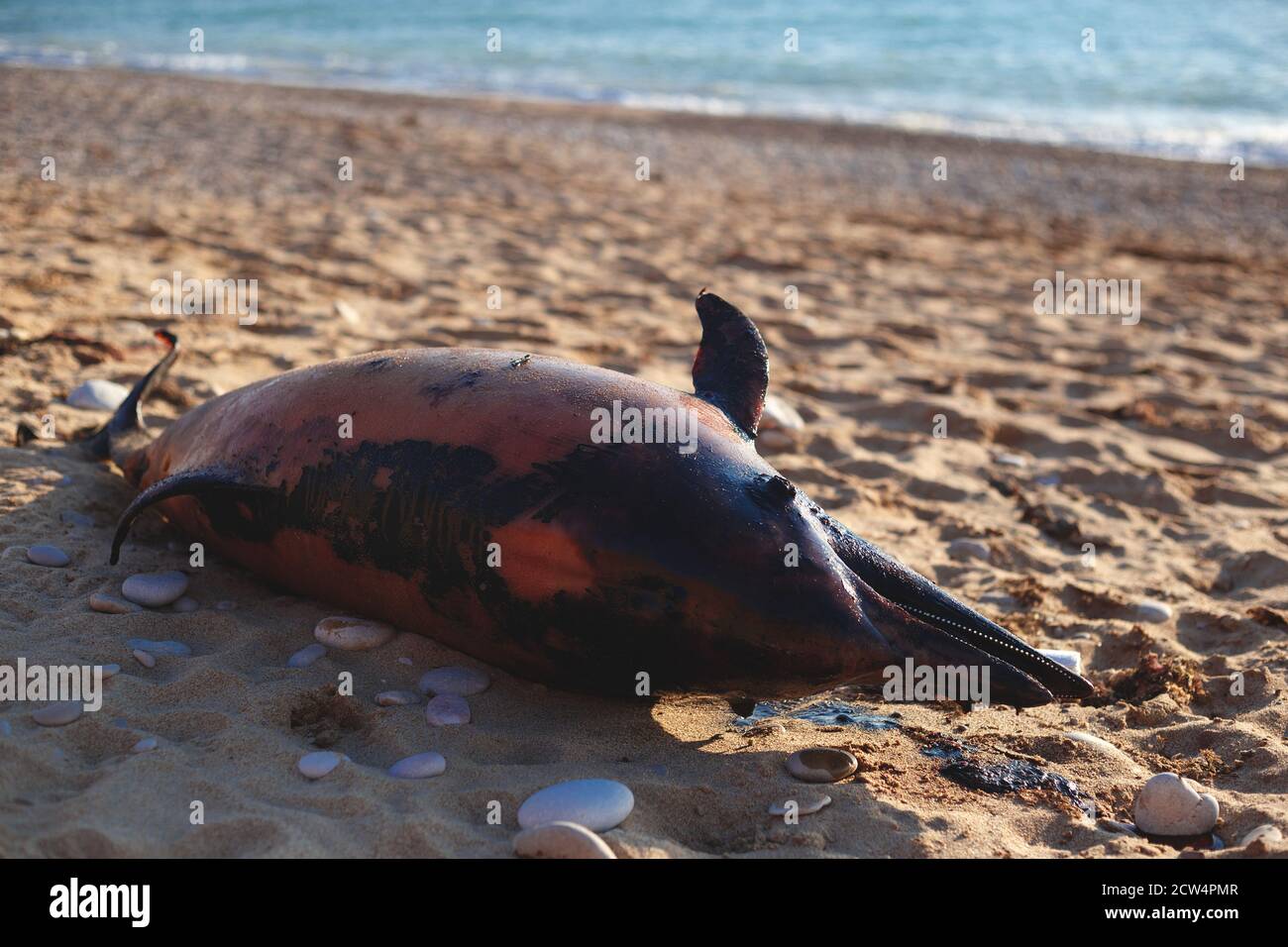 Dead dolphin on the seashore. ecological catastrophe Stock Photo - Alamy