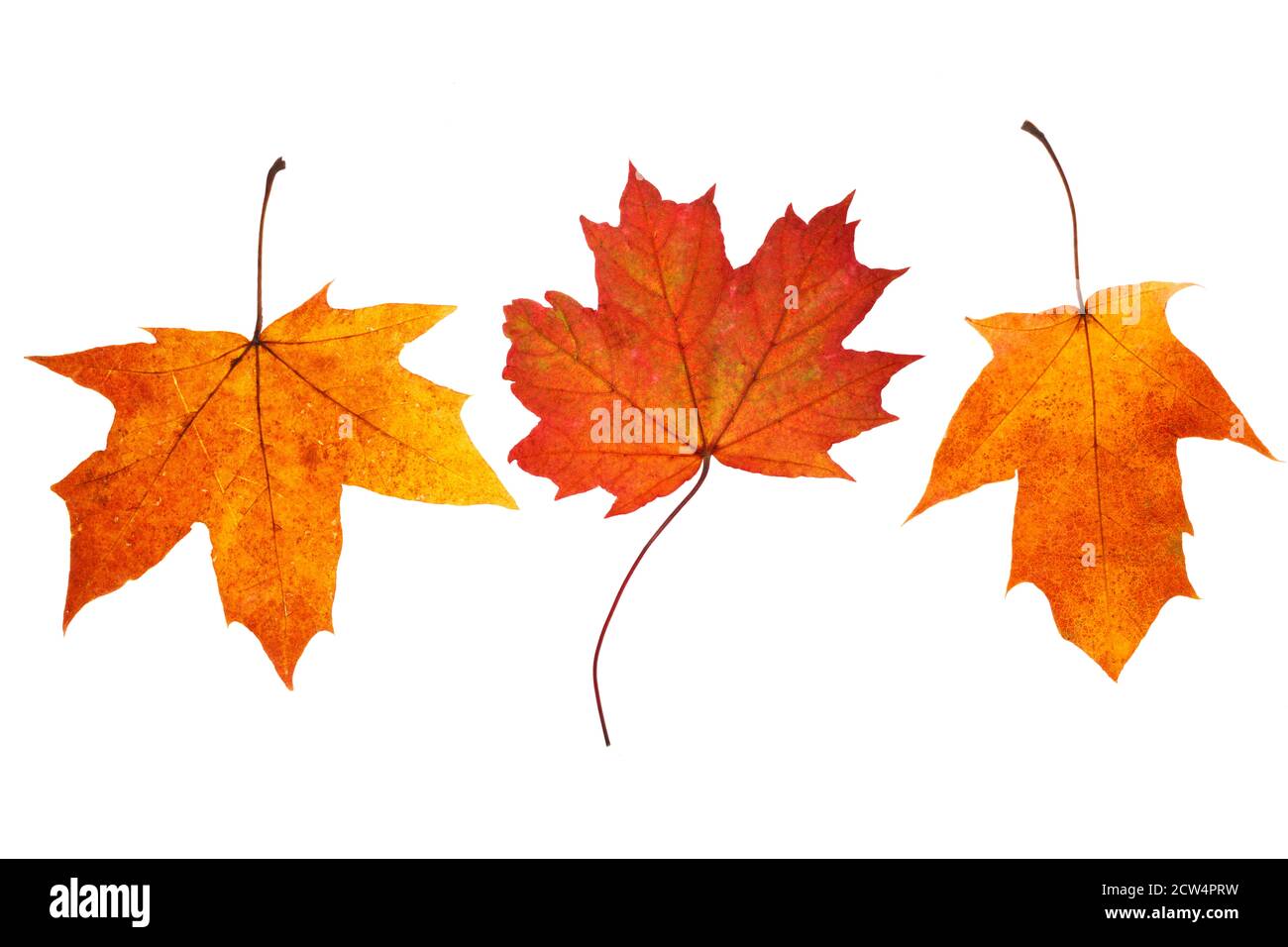 three natural maple leaves isolated on white background Stock Photo - Alamy