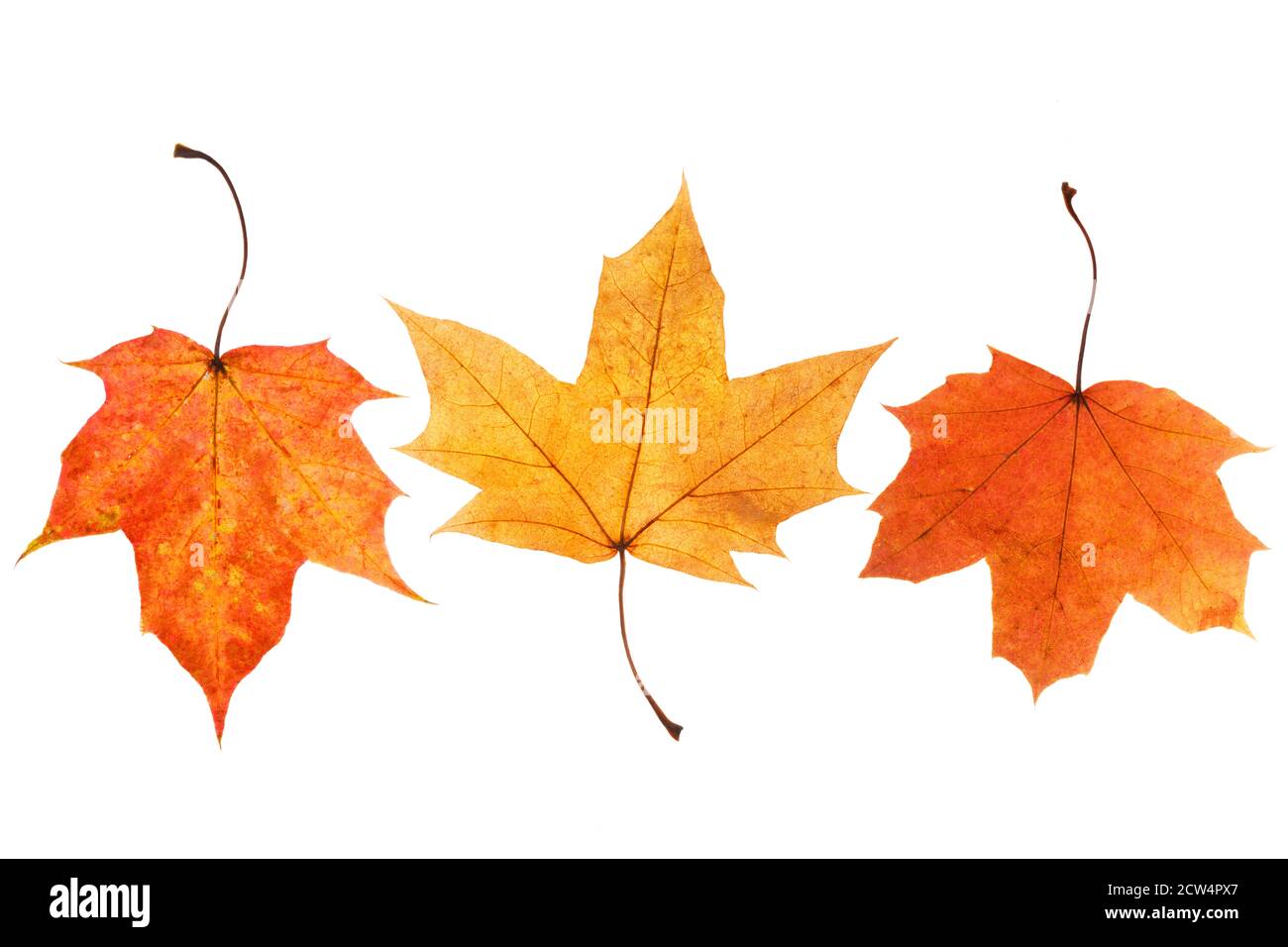 three natural maple leaves isolated on white background Stock Photo - Alamy