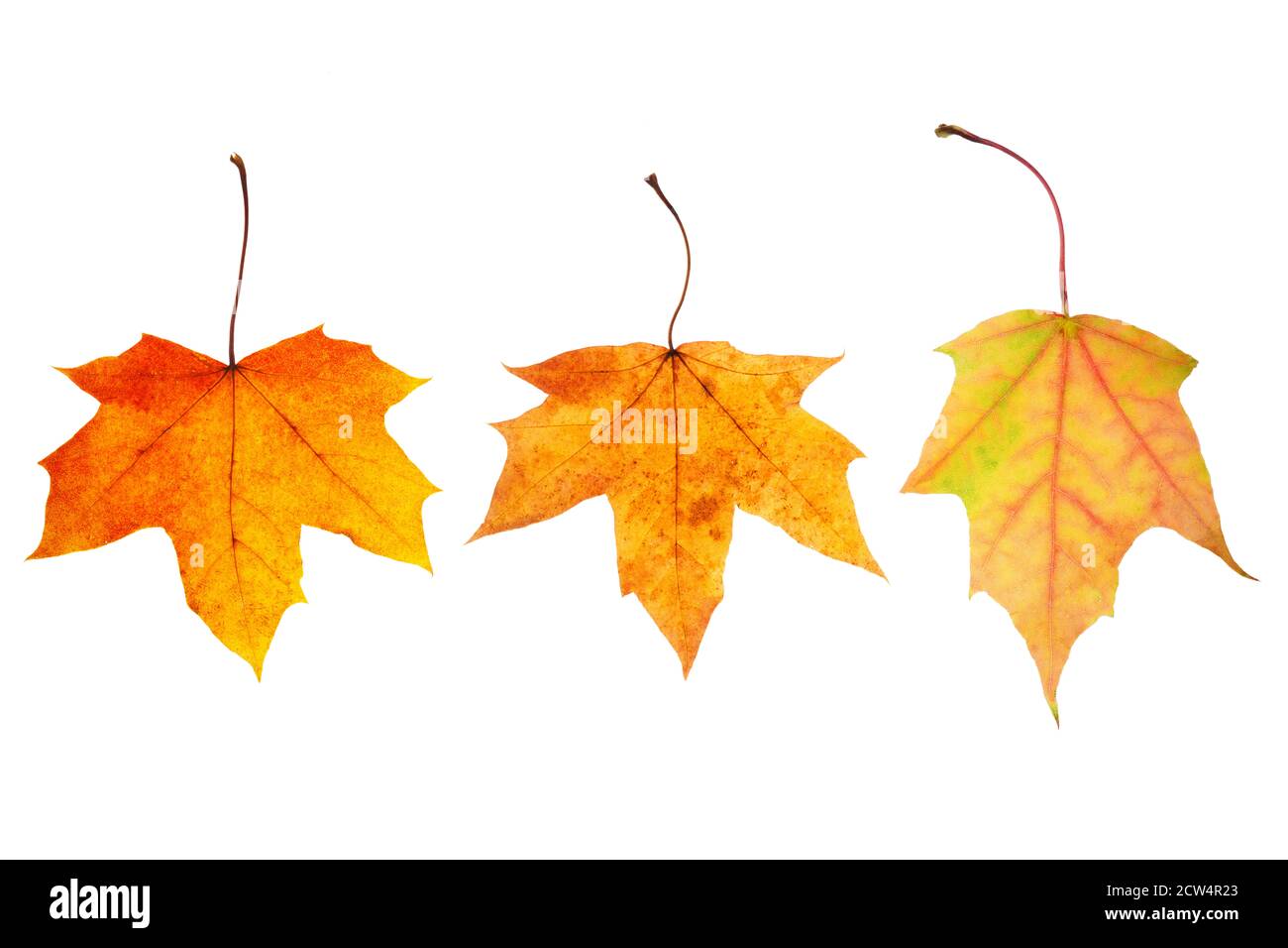 three natural maple leaves isolated on white background Stock Photo - Alamy