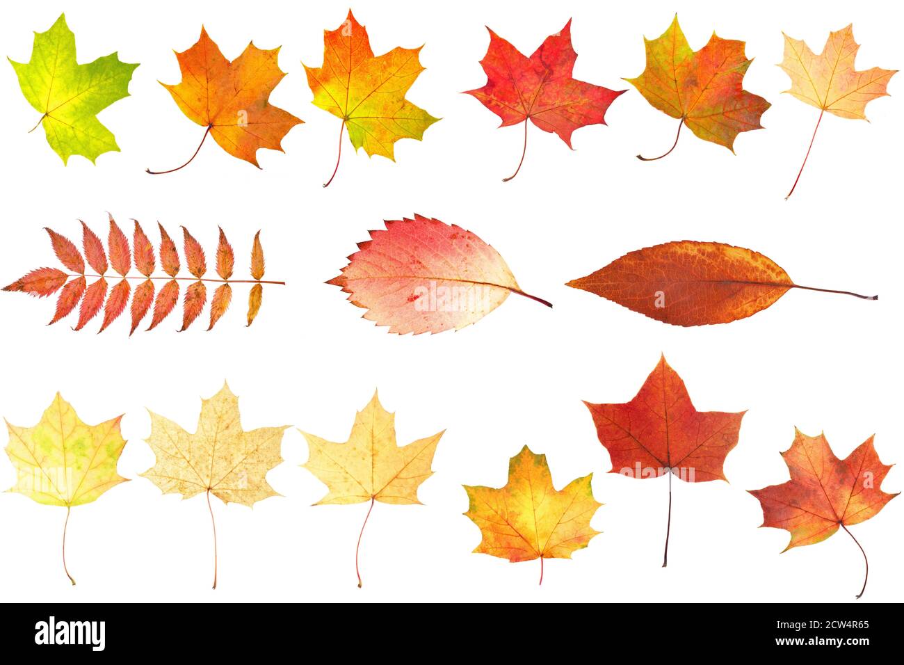 collection of beautiful autumn leaves isolated on white background ...