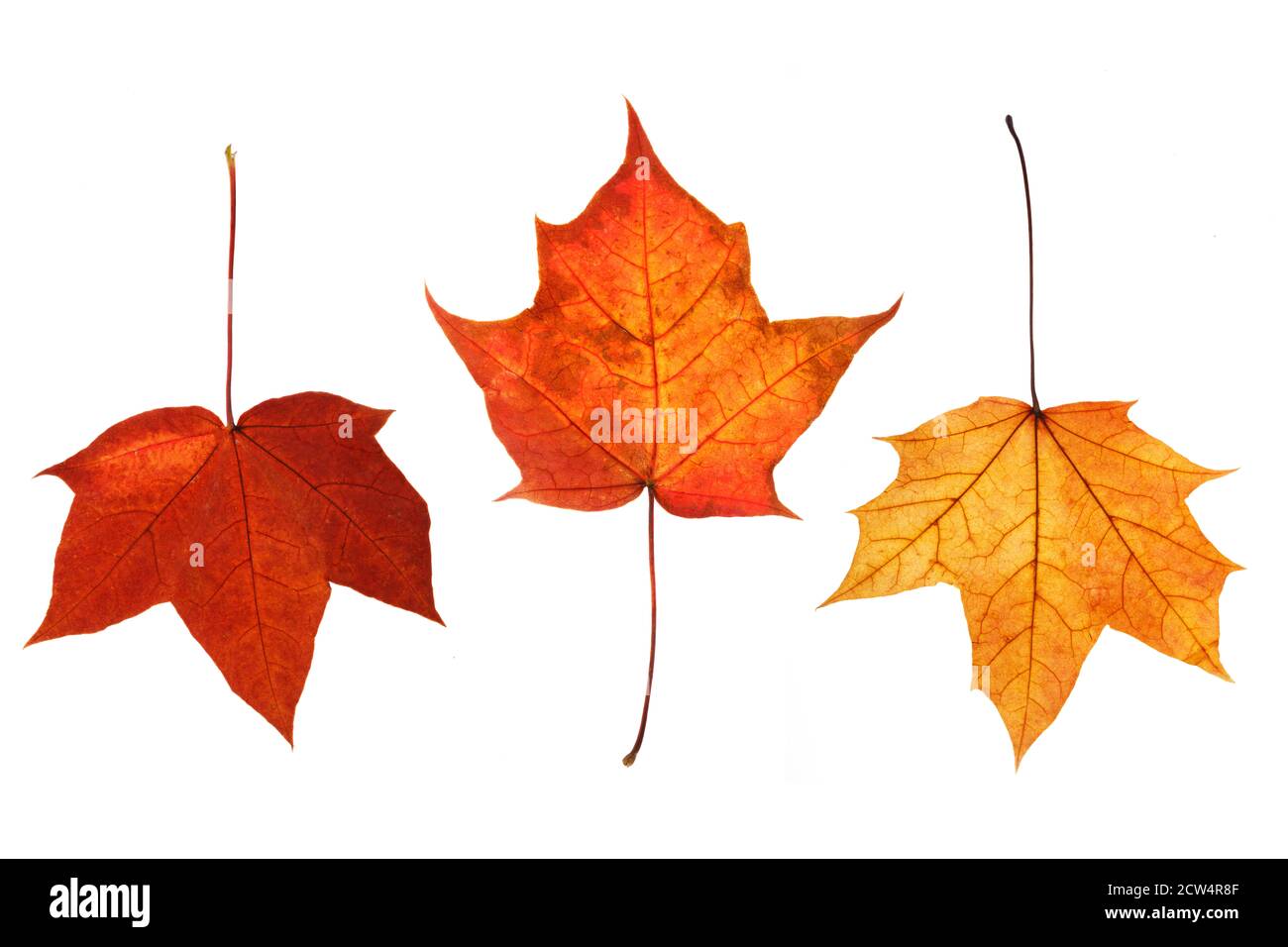 three natural maple leaves isolated on white background Stock Photo - Alamy
