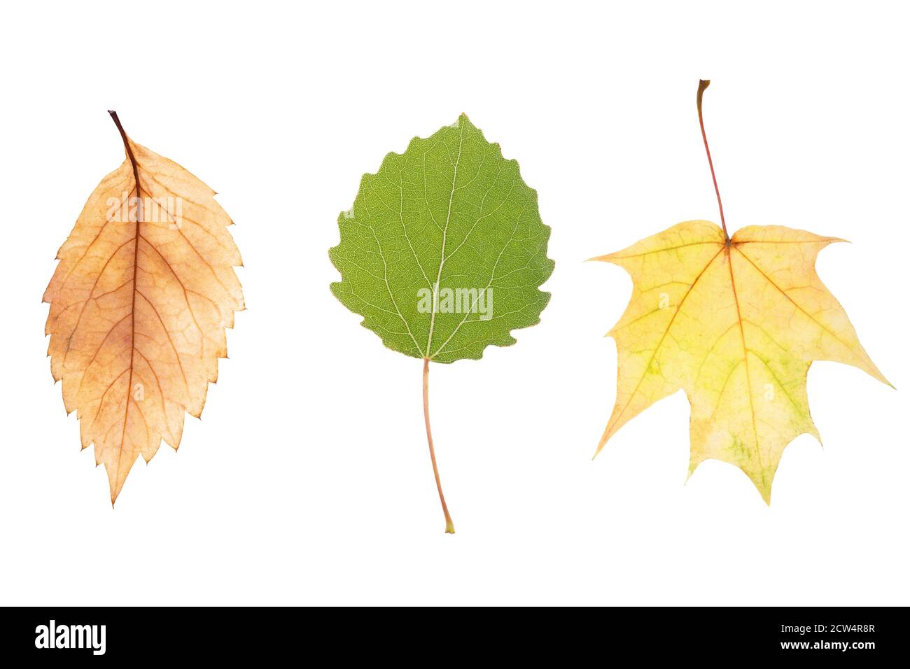 three natural maple leaves isolated on white background Stock Photo - Alamy