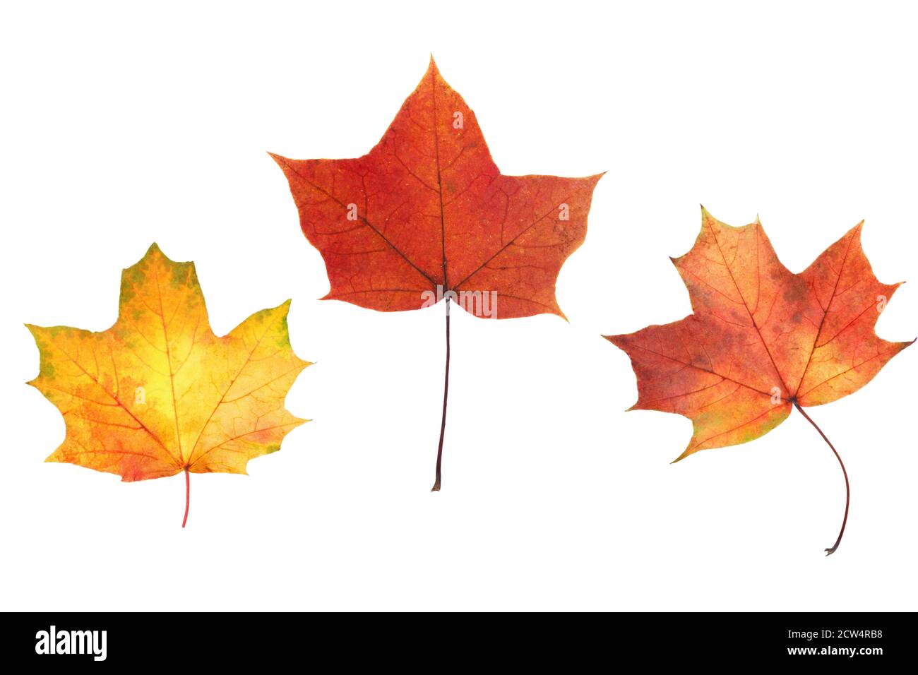 three natural maple leaves isolated on white background Stock Photo - Alamy