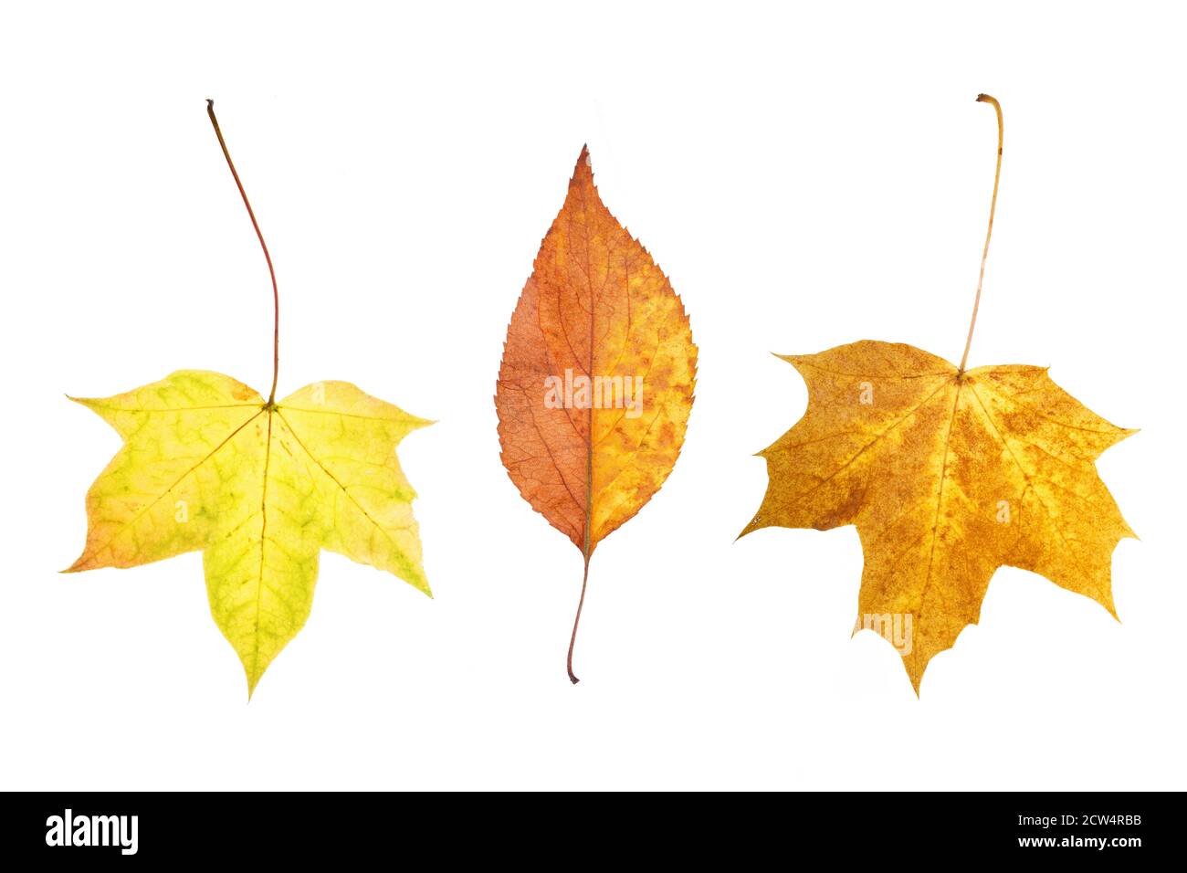 three natural maple leaves isolated on white background Stock Photo - Alamy