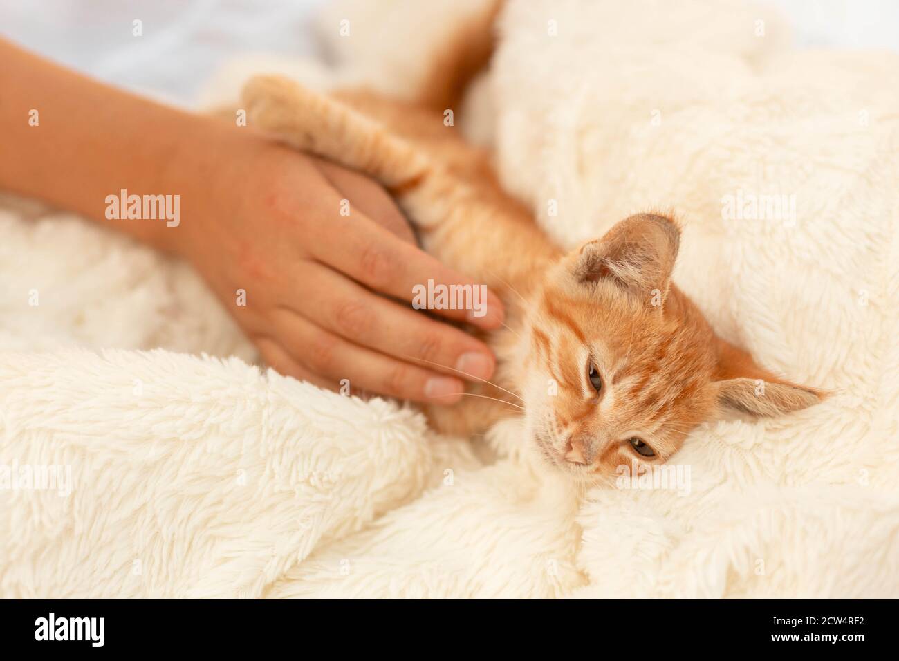 Ginger female kitten hi-res stock photography and images - Alamy