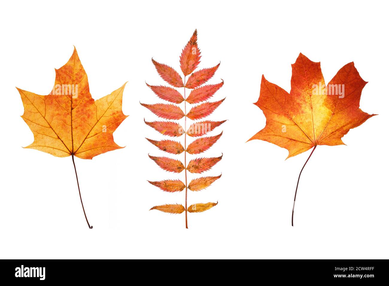 three natural maple leaves isolated on white background Stock Photo - Alamy